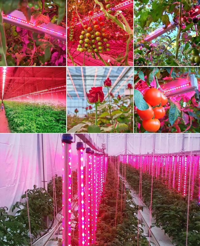 Aluminum Linear 4Ft Fluorescent Grow Lights 50w For Fruit Floriculture ...